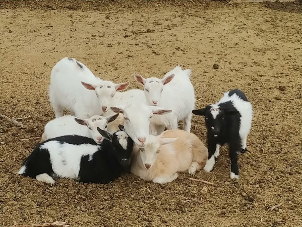 Angelica and the Magnificent Seven - Goat Journal